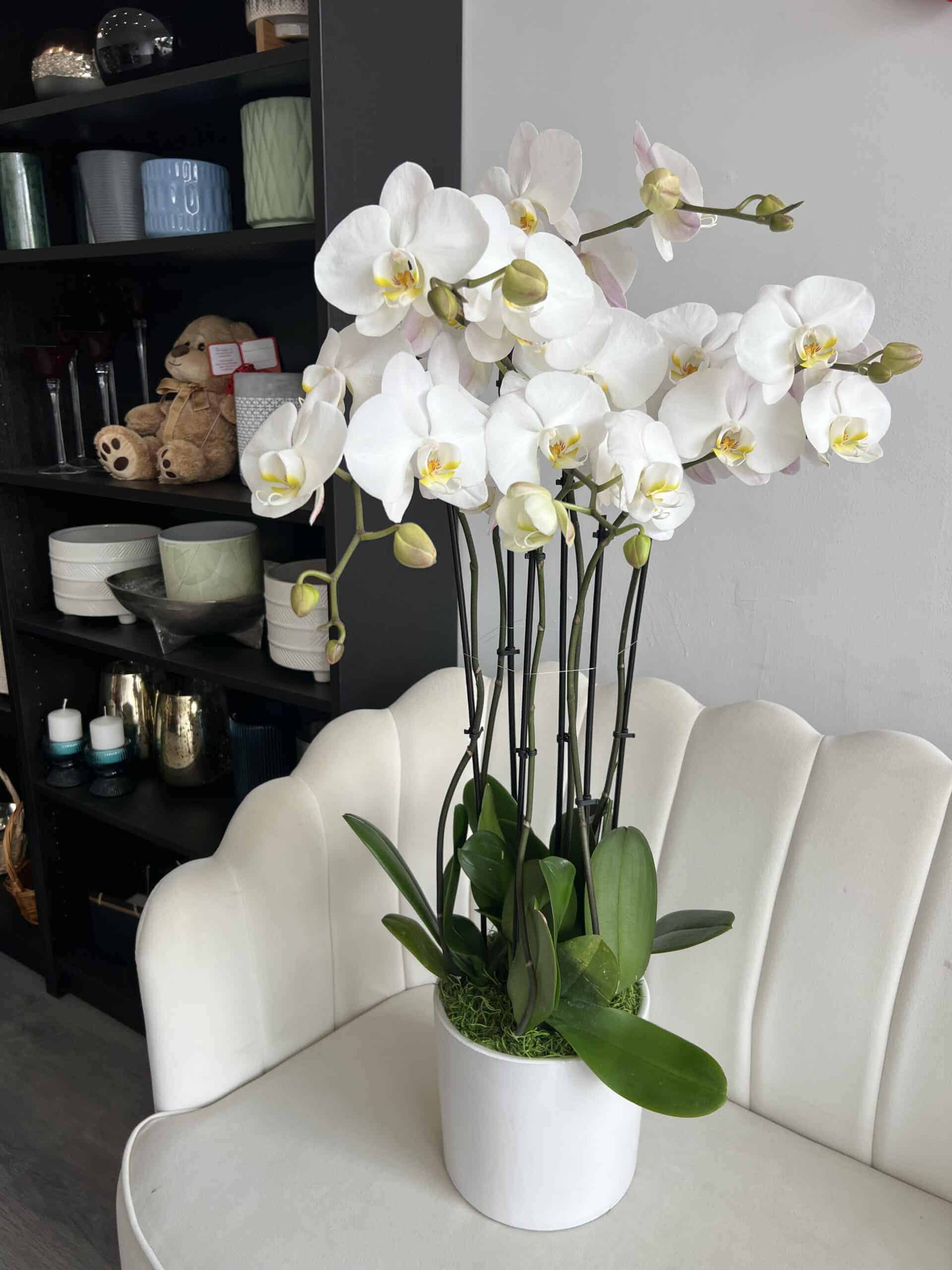 Exquisite Orchid Arrangements | Floral Fusion