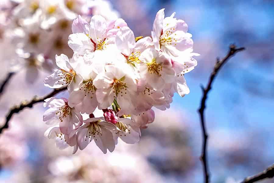 Rare Blooms: 12 Unusual Flowers to Discover | Floral Fusion