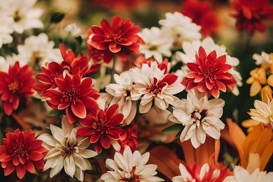 Seasonal Blooms Guide: Local Seasonal Flower Availability